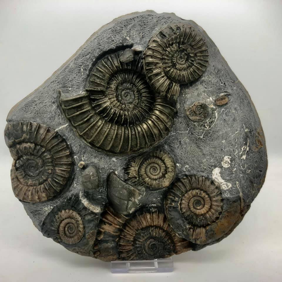 Microderoceras, Black Ven, Lyme Regis – UK Fossil Collecting