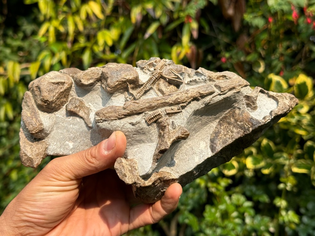 UK Fossil Collecting – Where to find fossils and what to find. UK ...