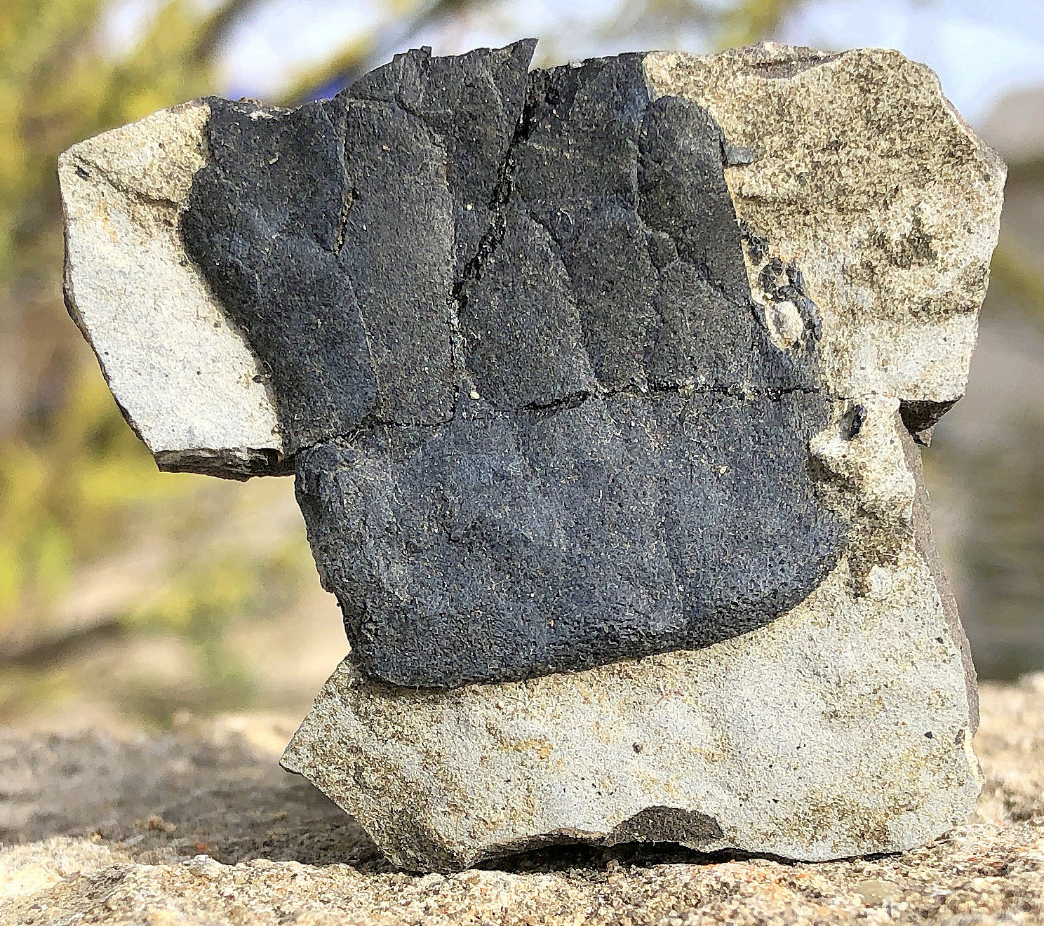 Thurso-006 – UK Fossil Collecting