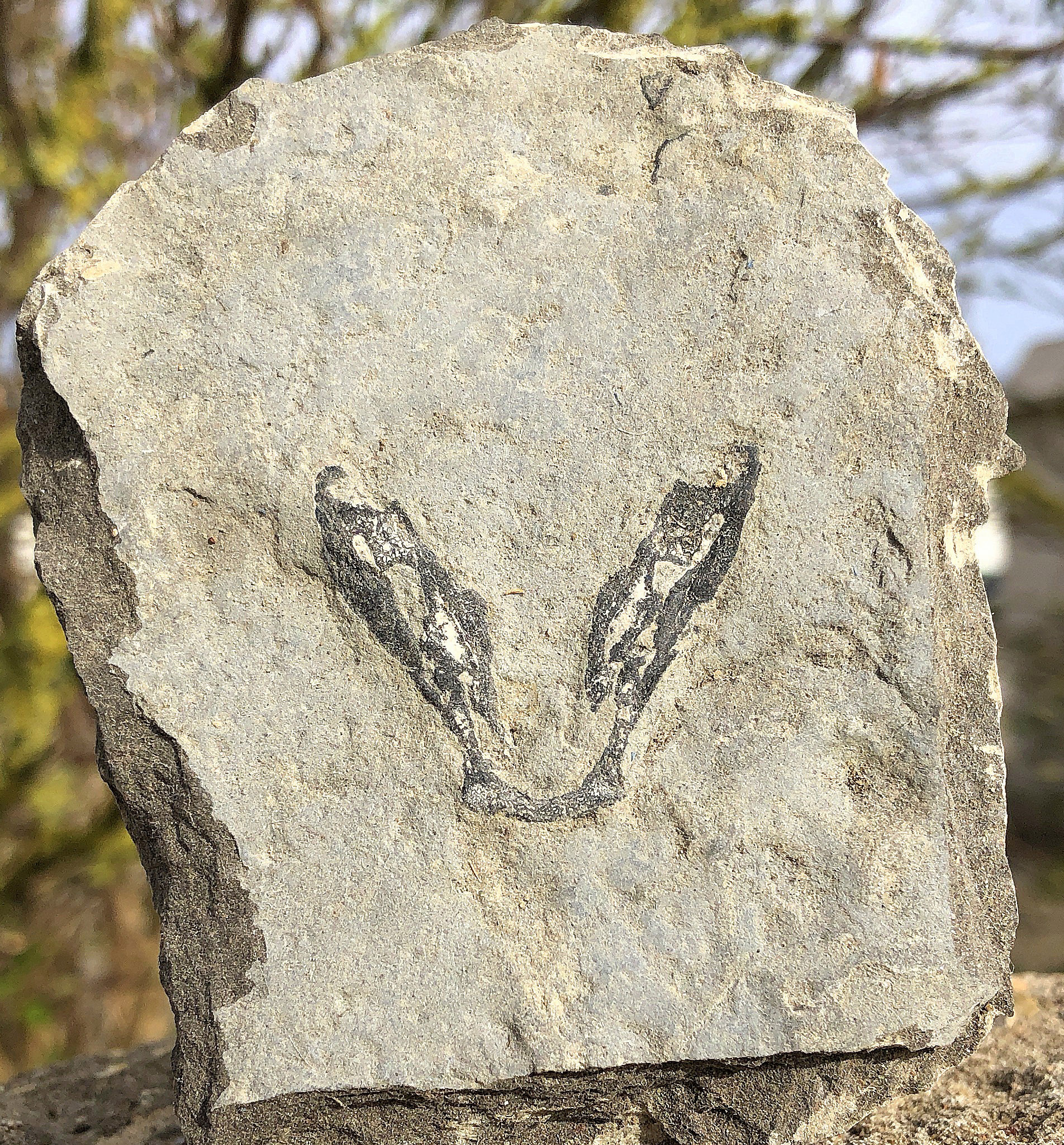 Thurso-006 – UK Fossil Collecting