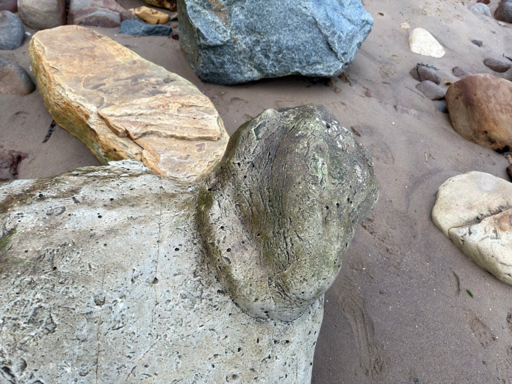 Whitby - Fossil Collecting Guide (UK Fossils)