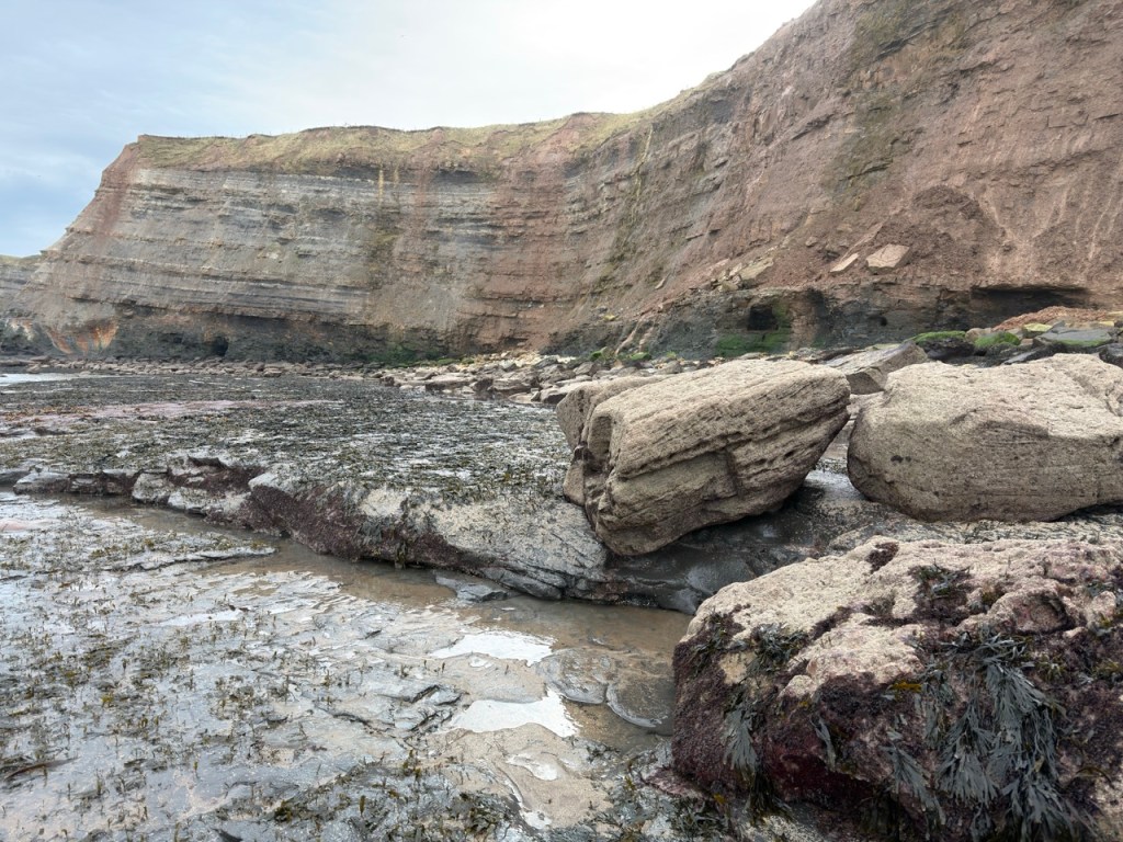Whitby - Fossil Collecting Guide (UK Fossils)