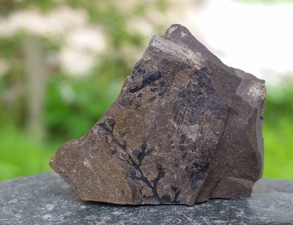 Coniopteris simplex. – UK Fossil Collecting