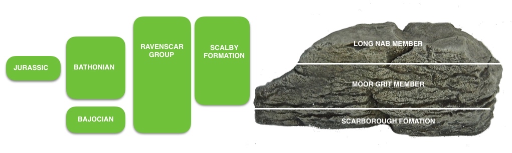 Scalby Ness – UK Fossil Collecting