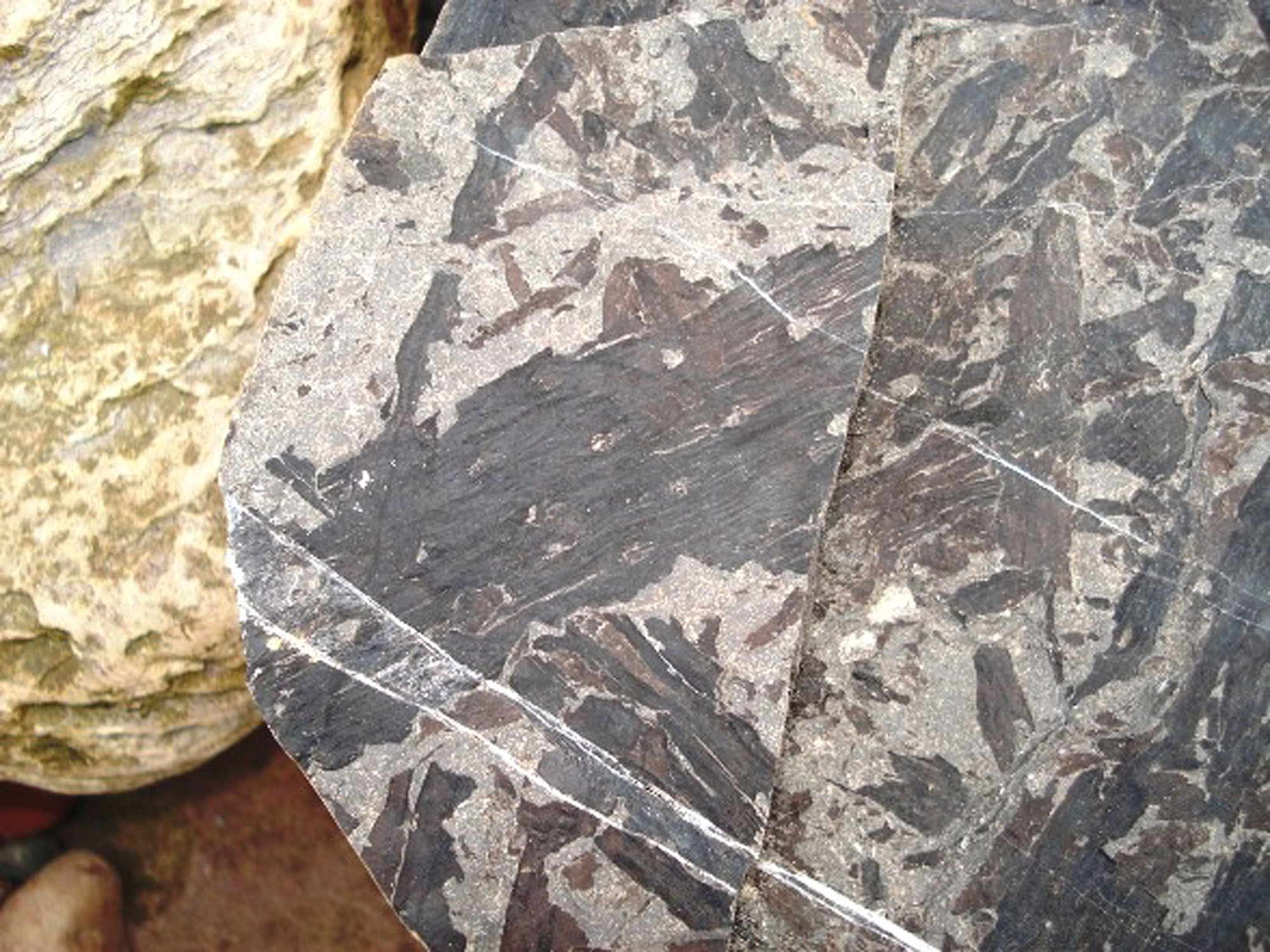 Non-descript wood pieces in split limestone nodule – UK Fossil Collecting