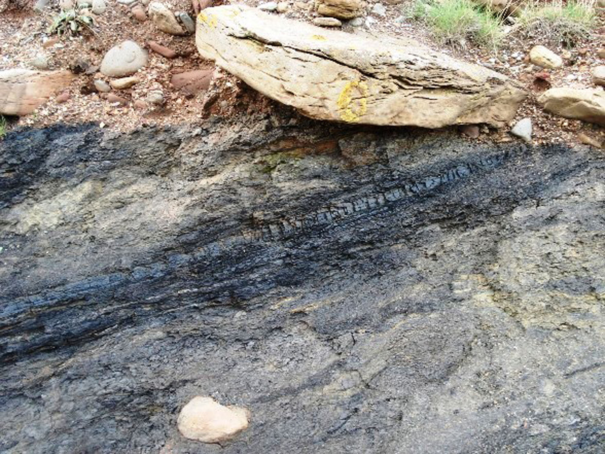 Small coal seam – UK Fossil Collecting