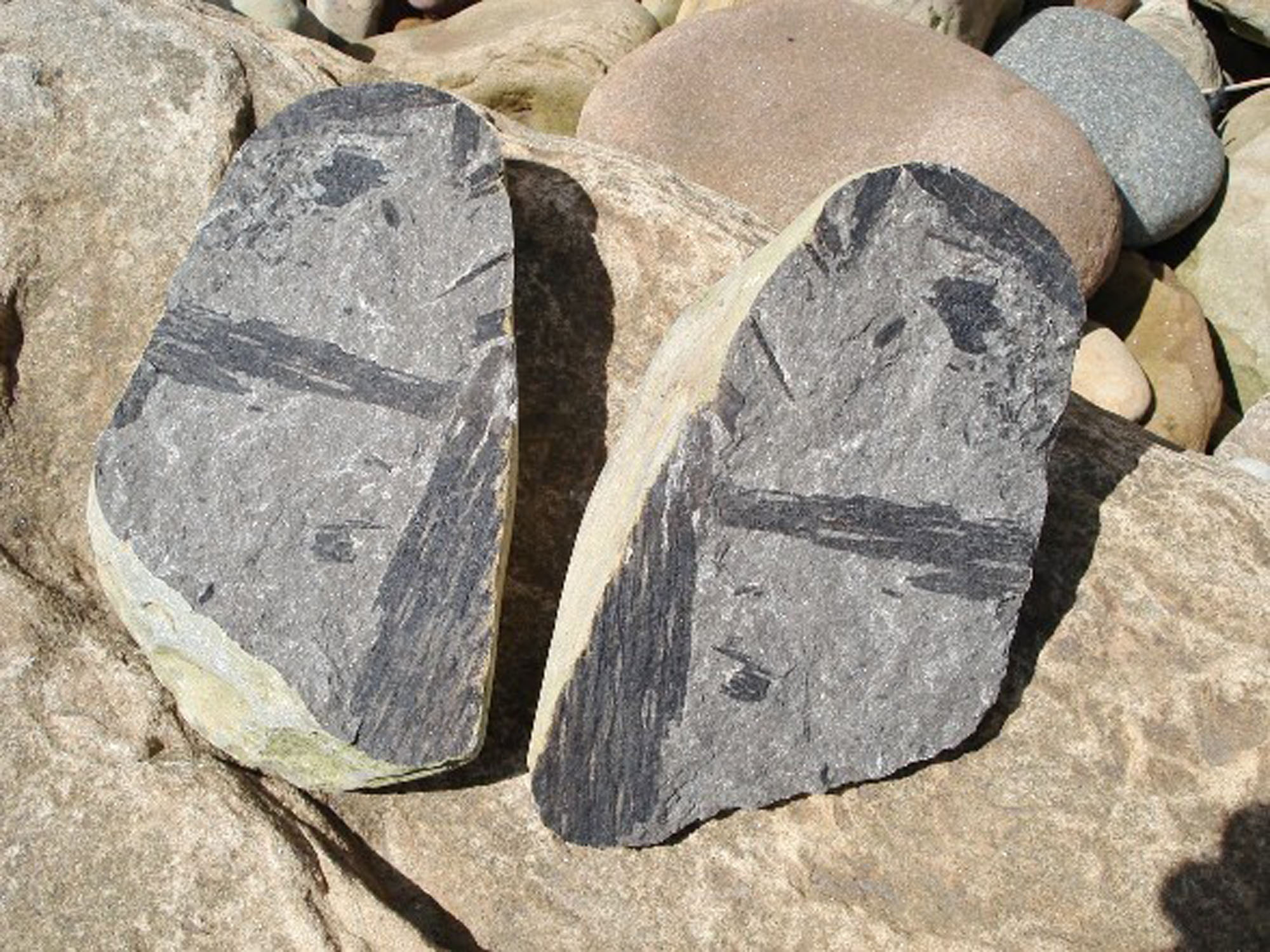 Split limestone nodule with Stigmaria ficoides – UK Fossil Collecting