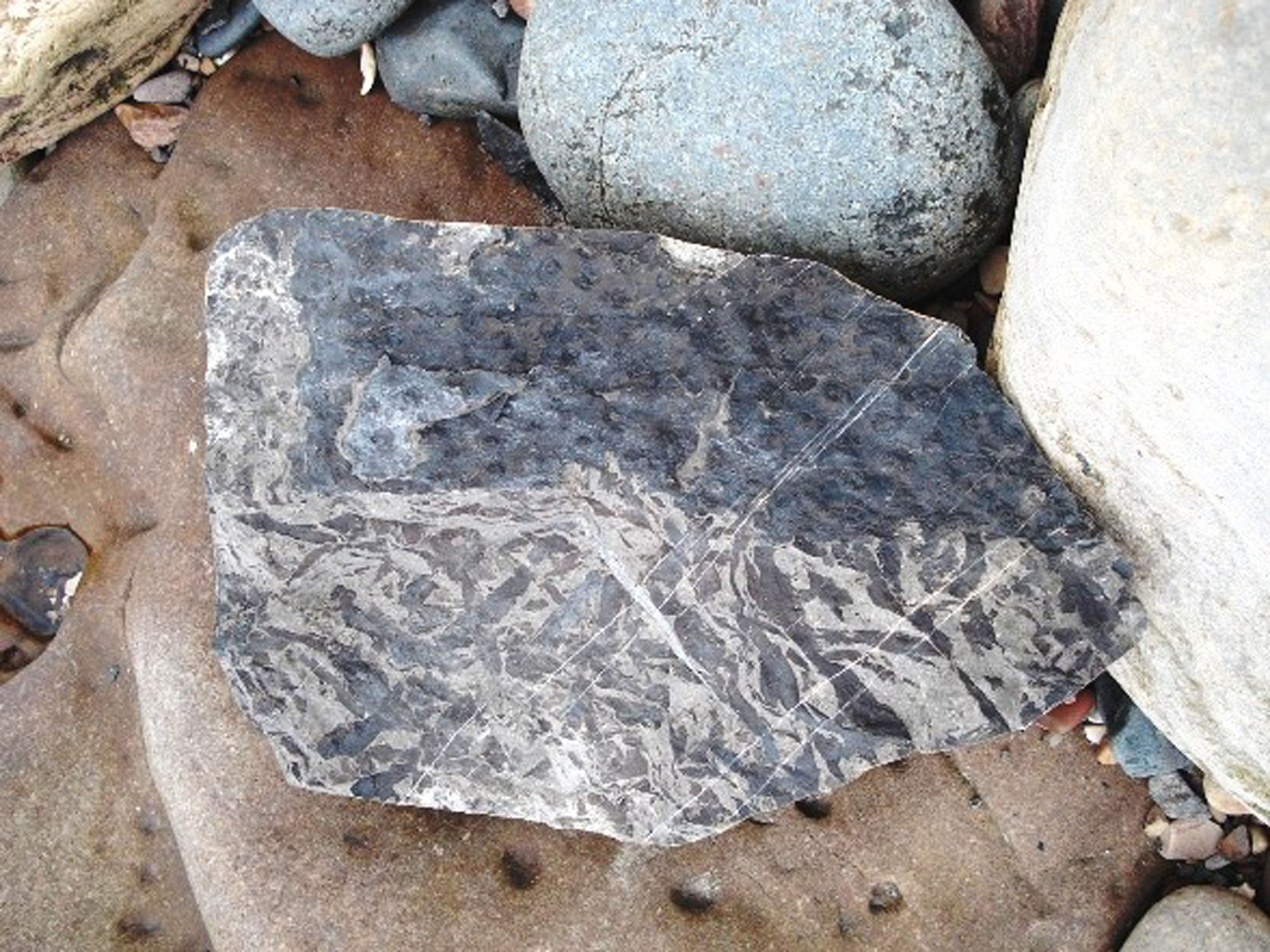 Split limestone nodule with Stigmaria ficoides – UK Fossil Collecting