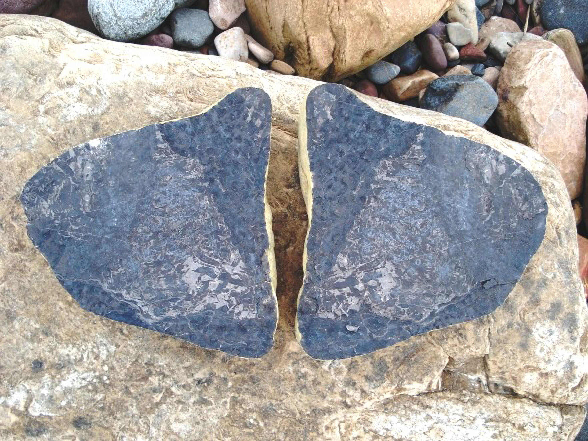 Thin layers of coal – UK Fossil Collecting