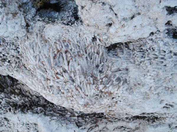 Coral fossils – Lithostrotion junceum 2 – UK Fossil Collecting