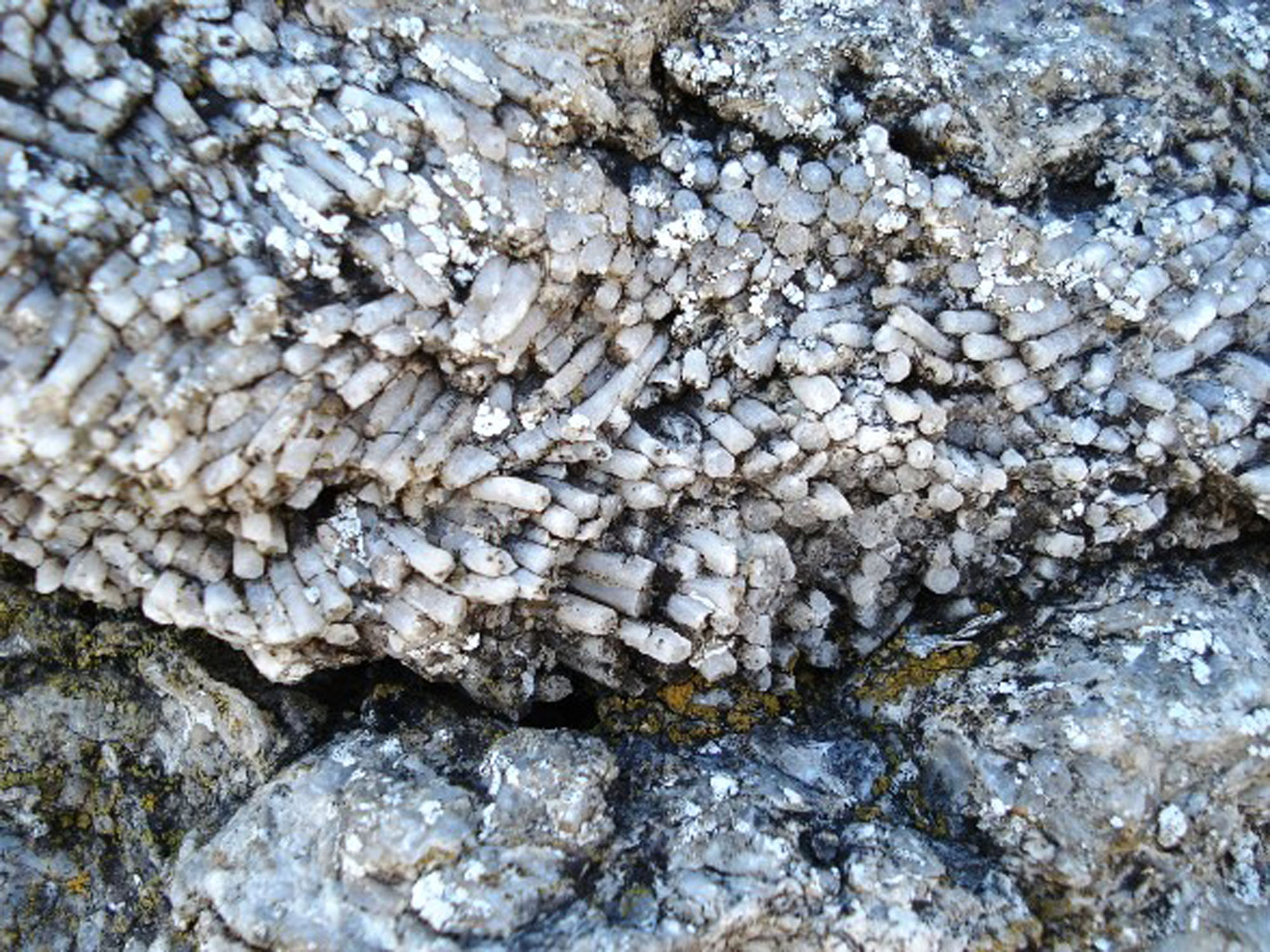 Coral fossils – Lithostrotion junceum – UK Fossil Collecting