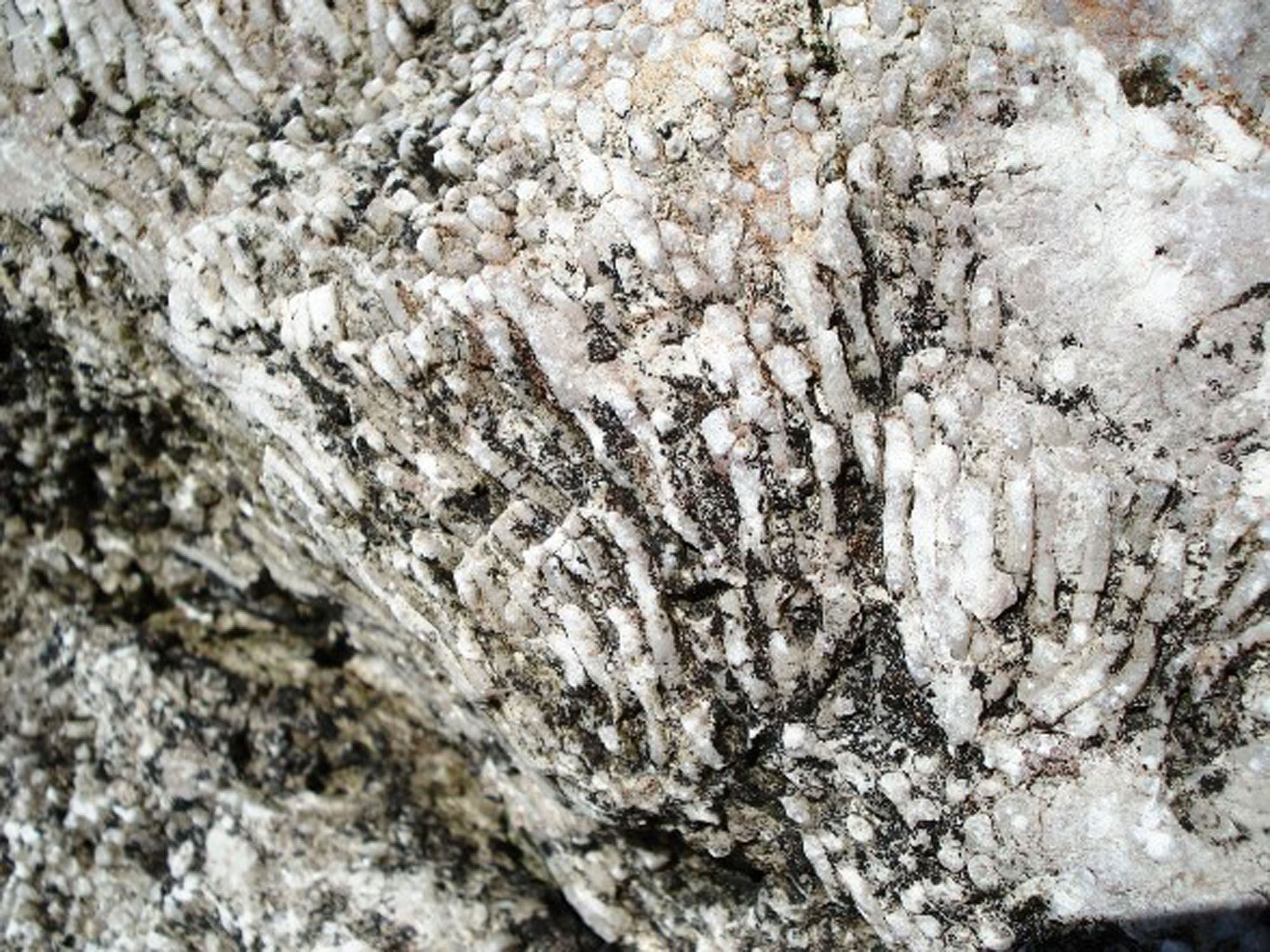 Coral fossils – Lithostrotion junceum – UK Fossil Collecting