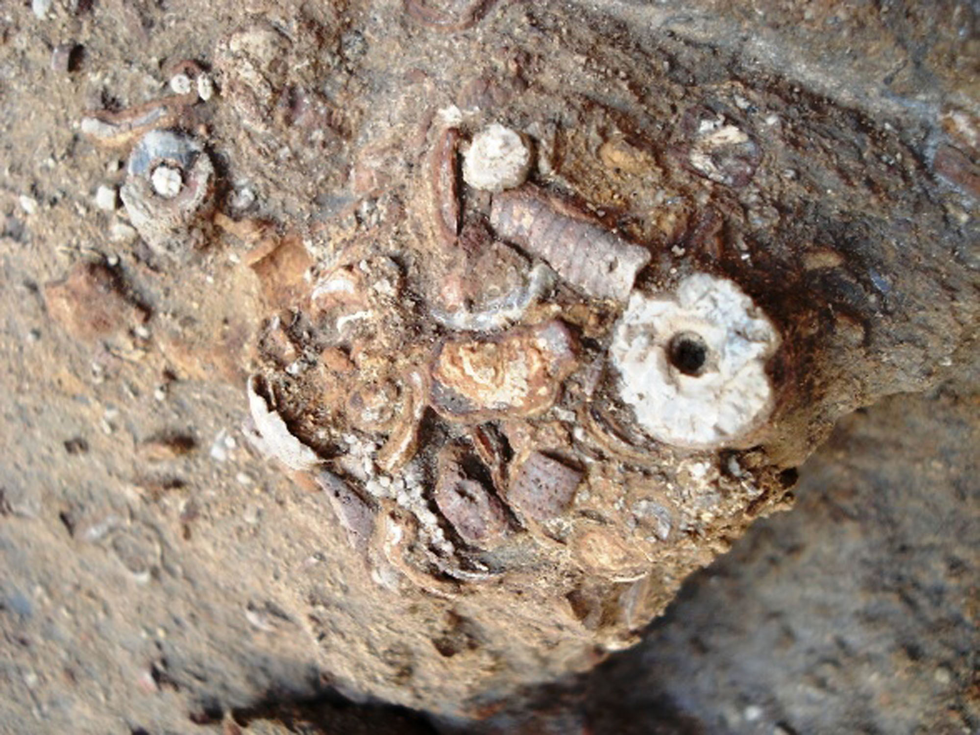 Crinoid stem pieces weathering out of the rock – UK Fossil Collecting