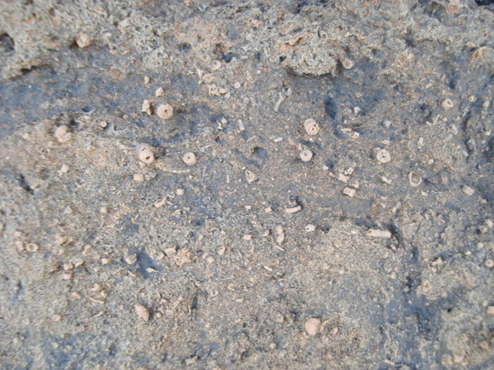 Crinoid stem pieces weathering out of the rock – UK Fossil Collecting