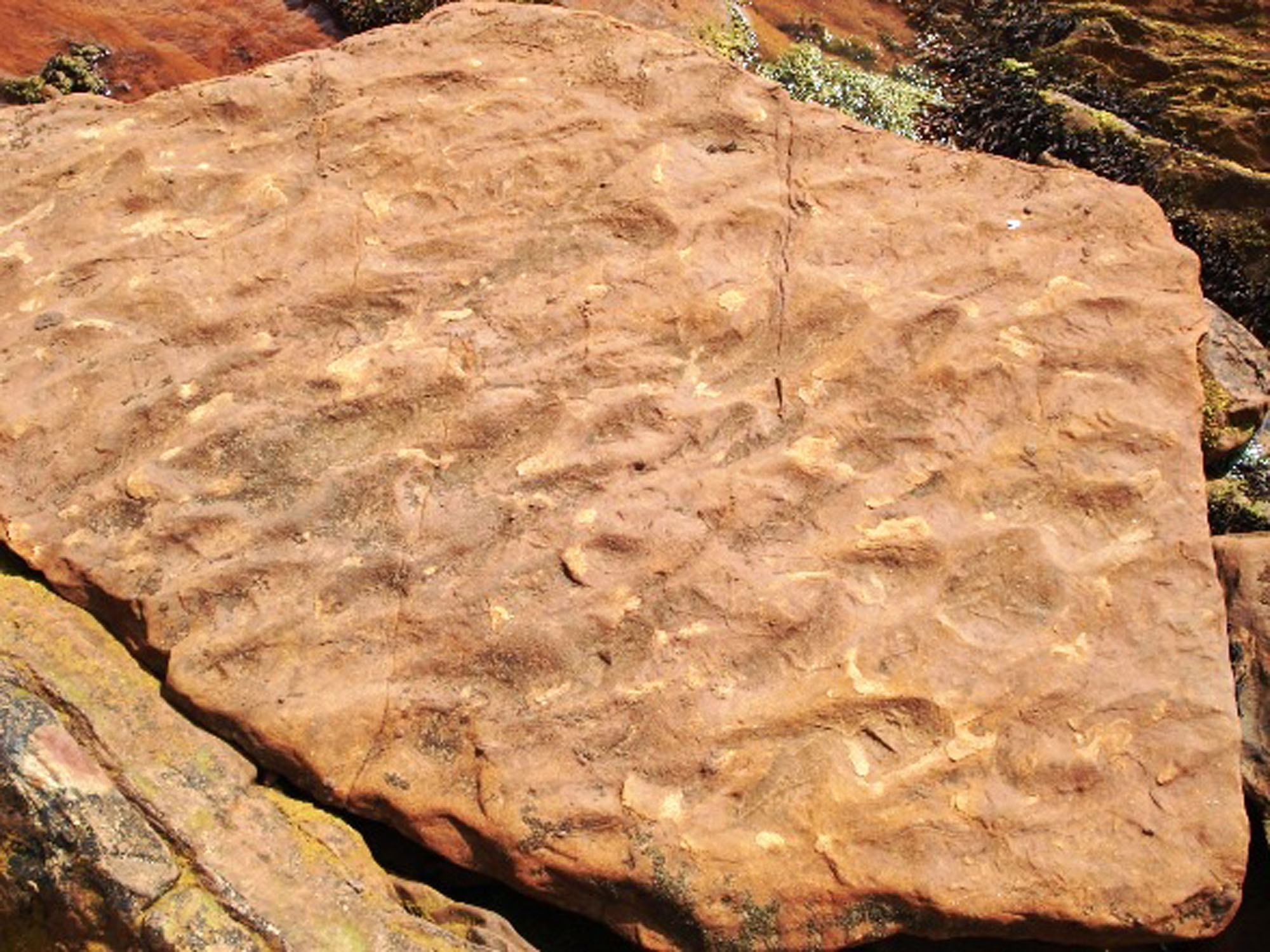 Fossil ripples on a bedding plane – UK Fossil Collecting