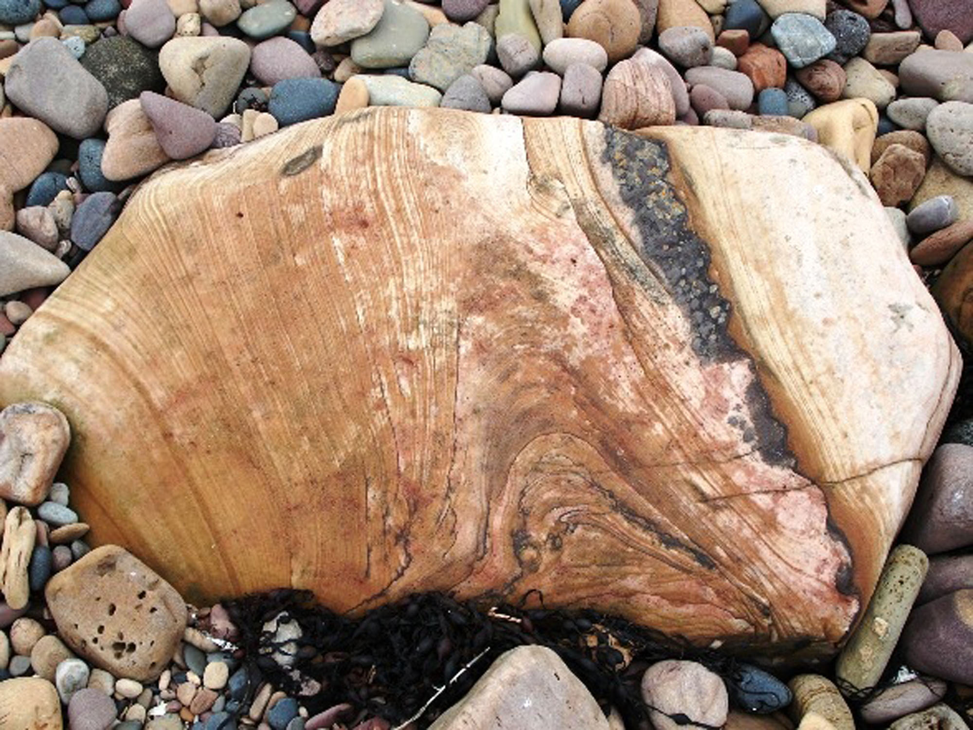 Pretty boulder – UK Fossil Collecting