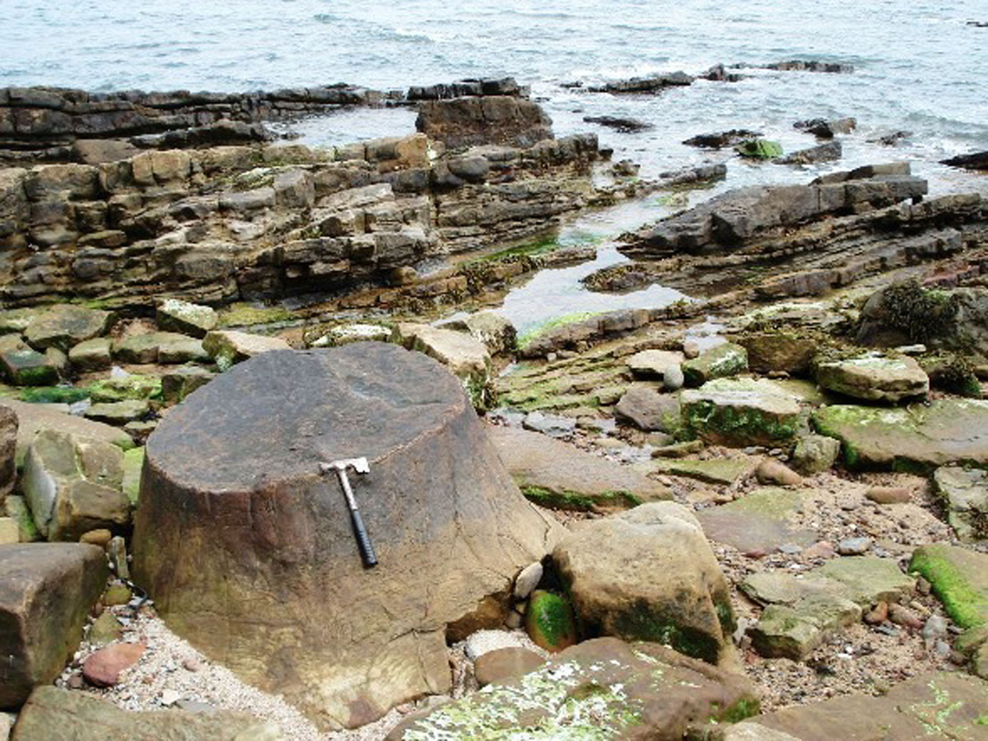 V. large fossil tree trunk in life position – UK Fossil Collecting