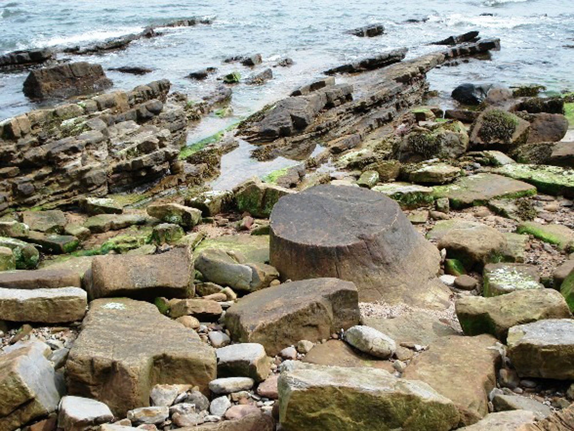V. large fossil tree trunk in life position with hammer for scale – UK ...