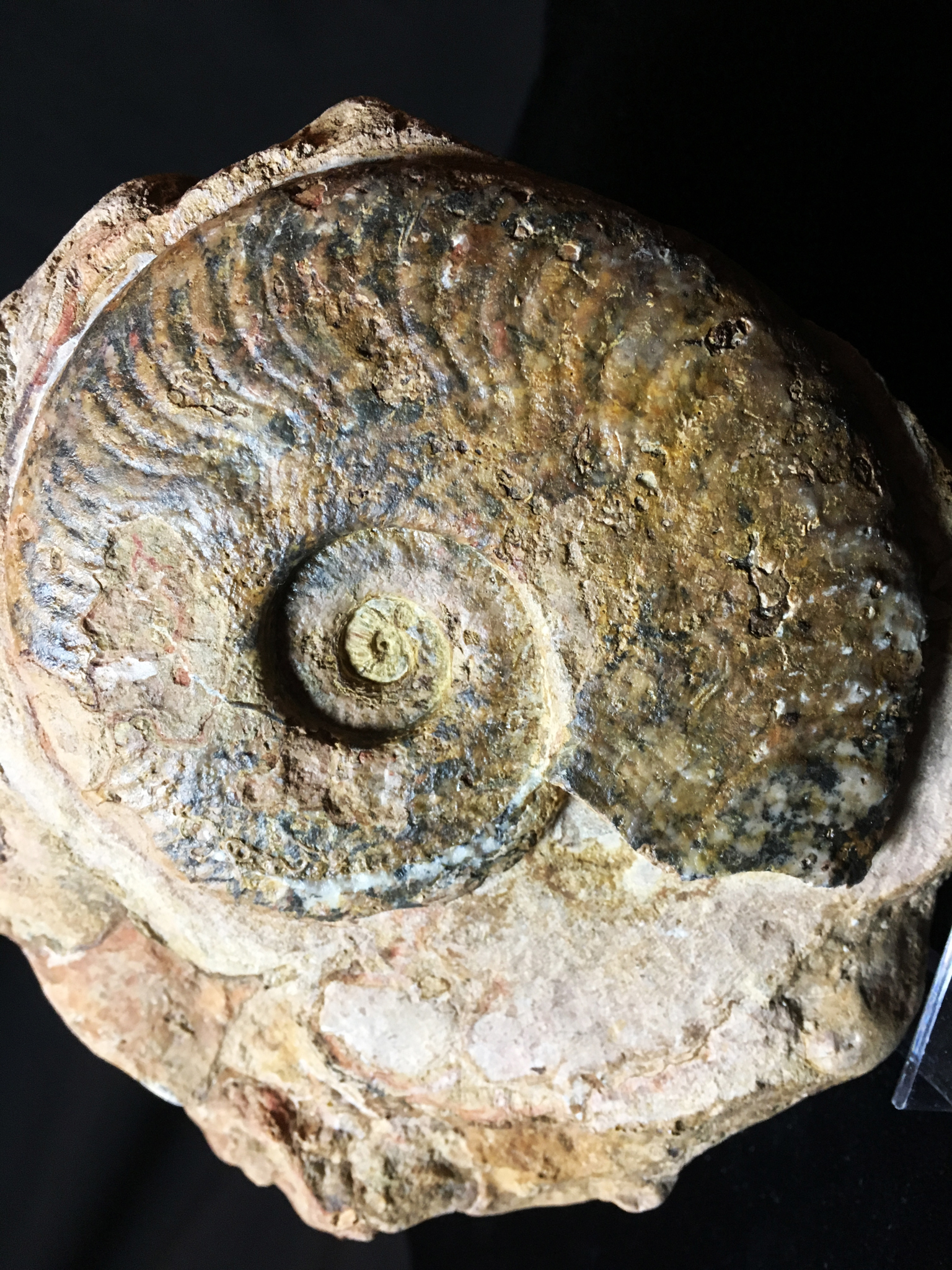 p188 - Fossil Collecting Guide (UK Fossils)