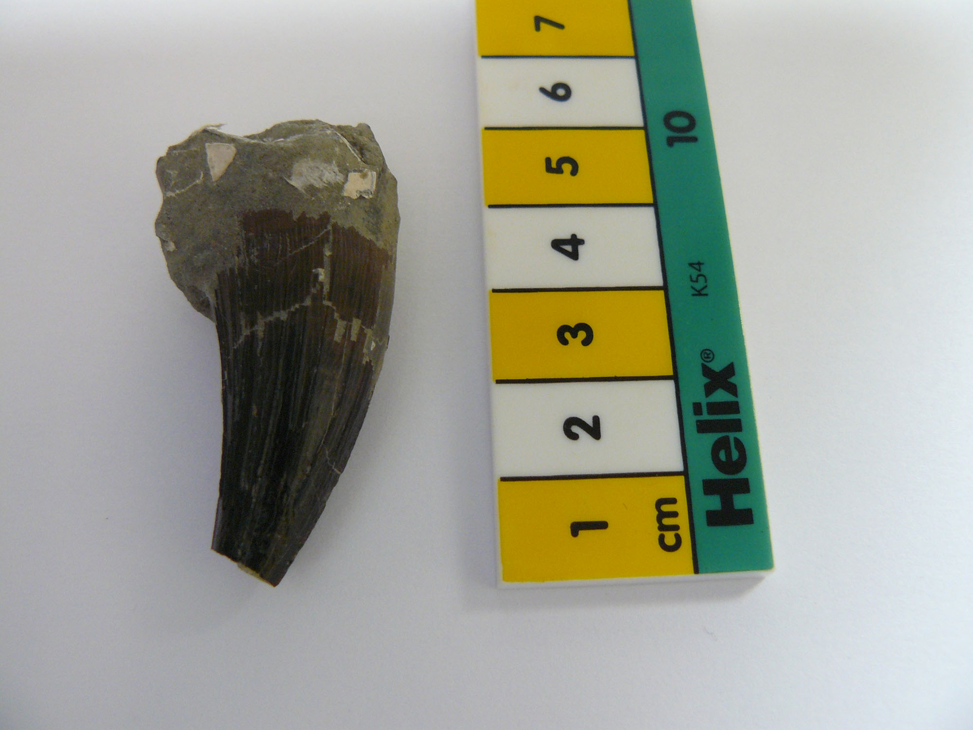 UK Fossil Collecting