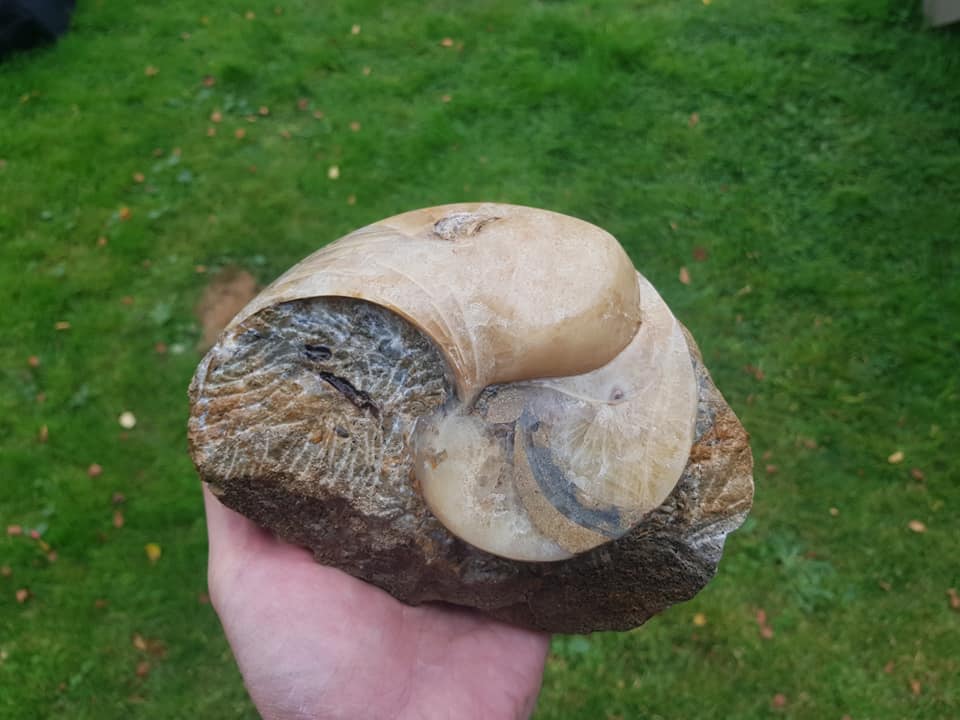 Paracenoceras nautilus – UK Fossil Collecting