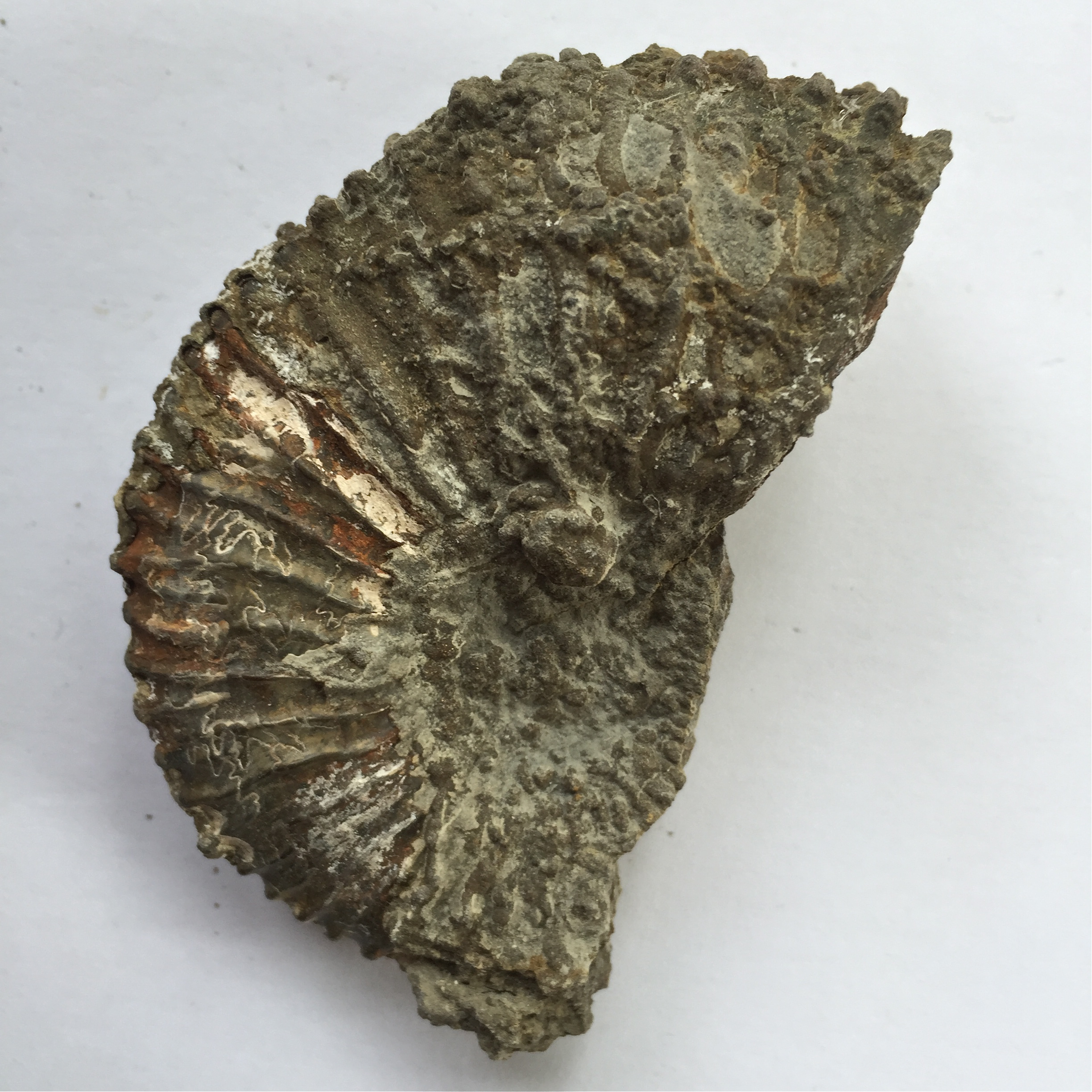 UK Fossil Collecting