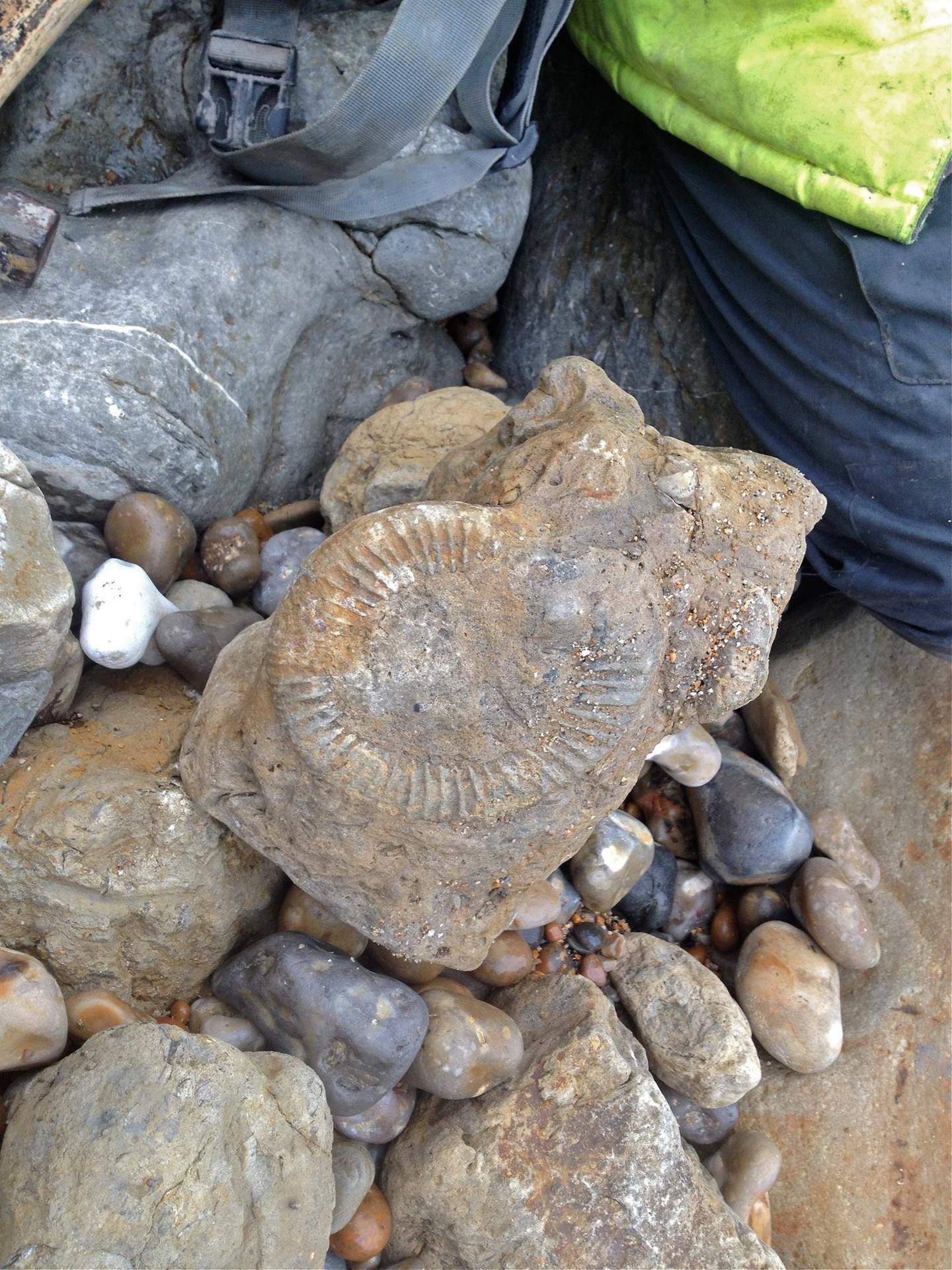 ammonite - Fossil Collecting Guide (UK Fossils)