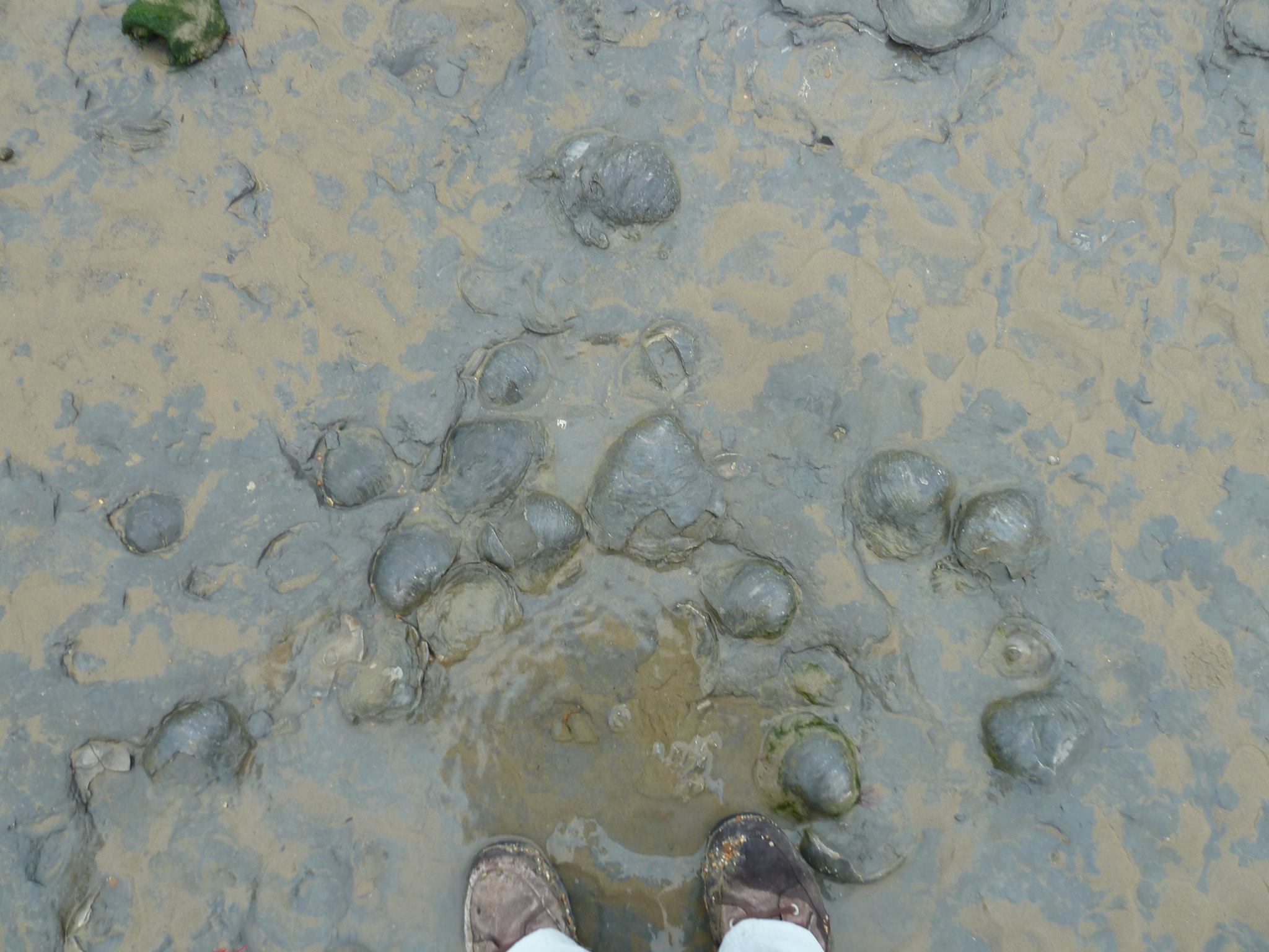 Redcliff Point – UK Fossil Collecting