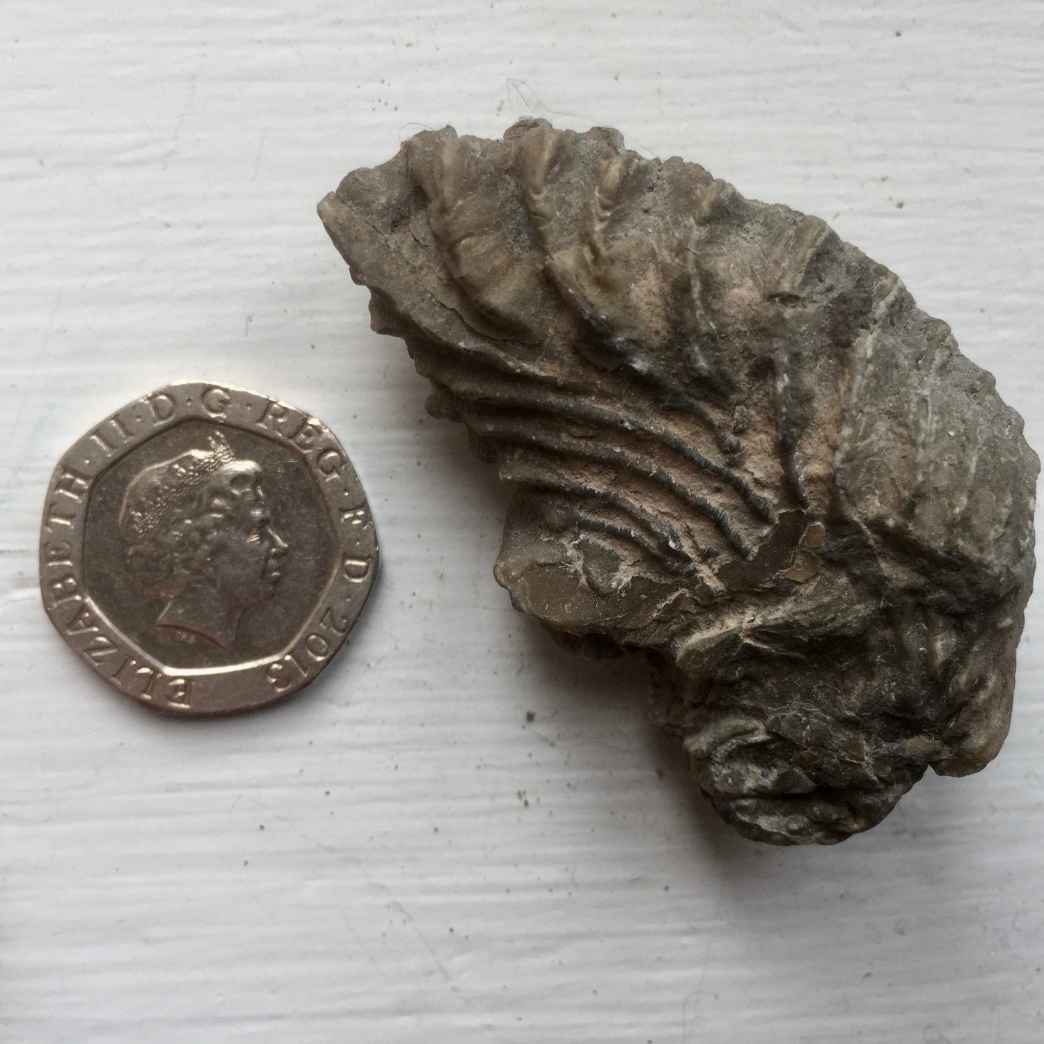 modiolus-bipartitus – UK Fossil Collecting