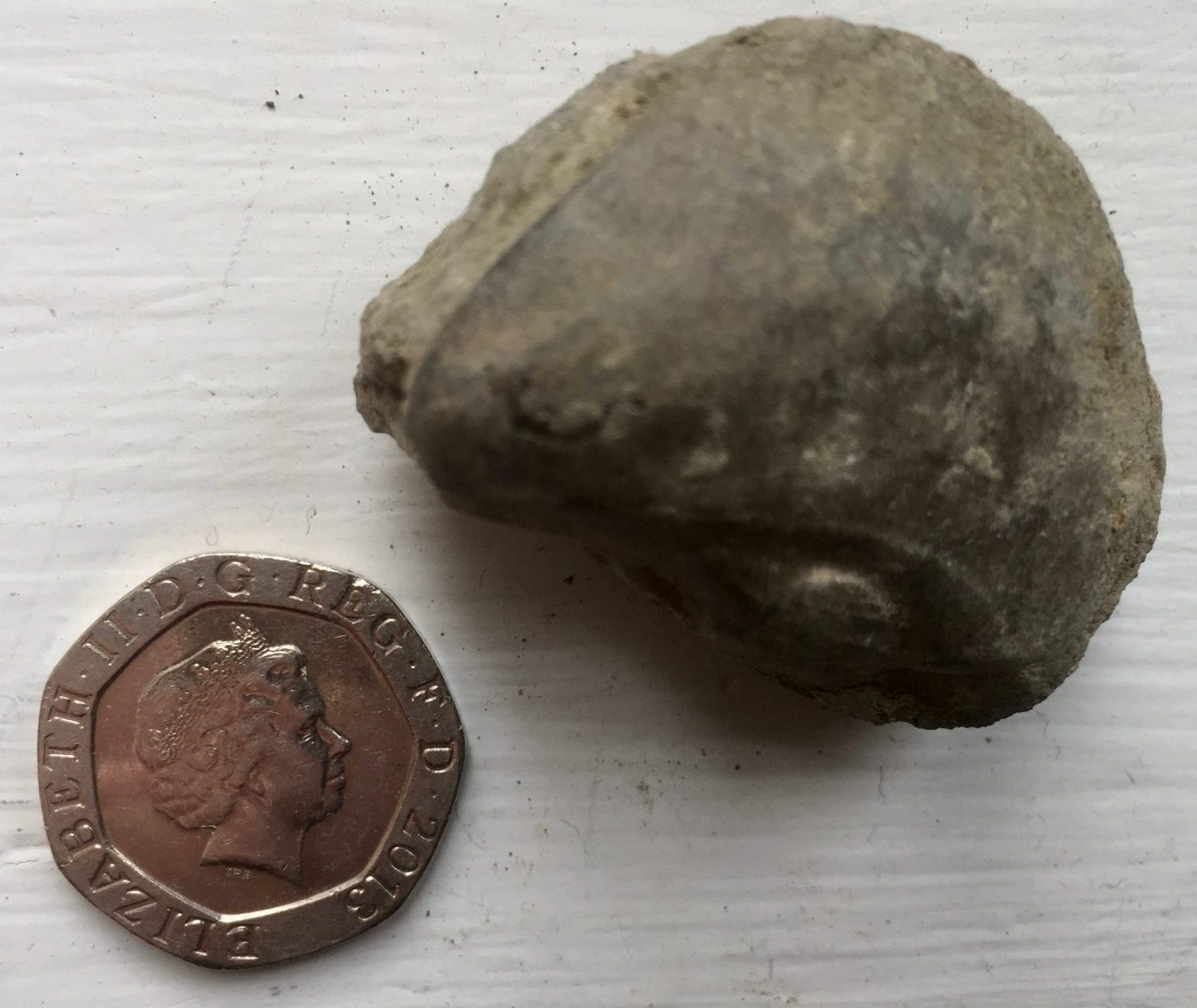 modiolus-bipartitus – UK Fossil Collecting