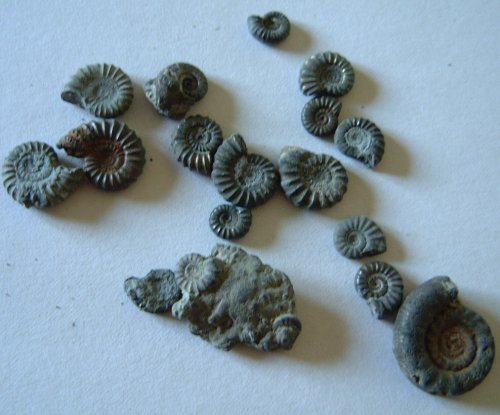 UK Fossil Collecting