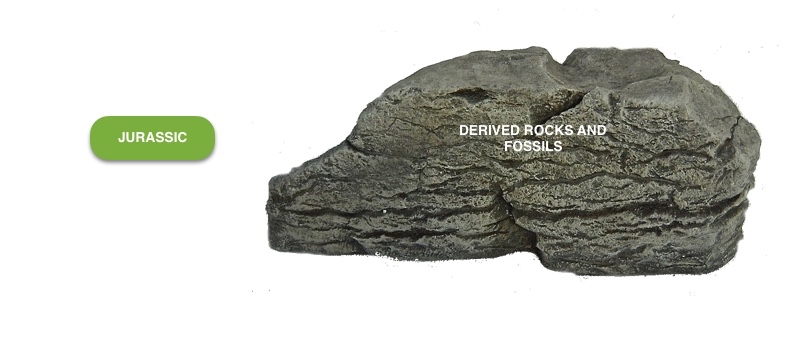 Redcar – UK Fossil Collecting