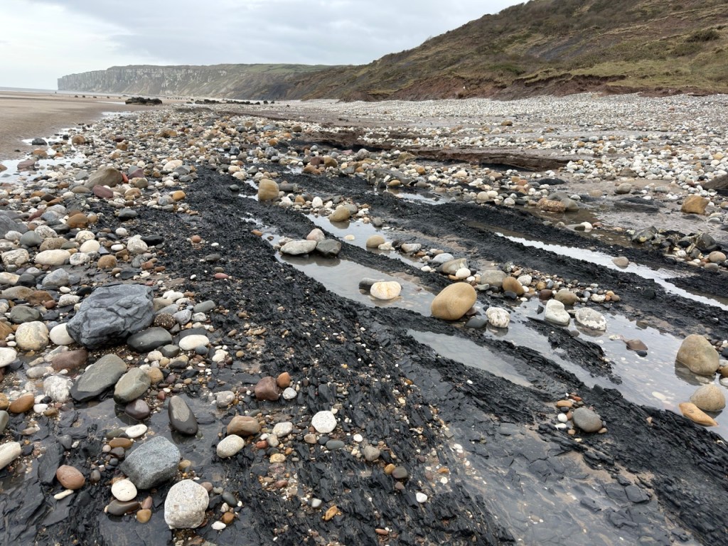 Reighton Gap - Fossil Collecting Guide (UK Fossils)