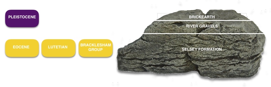 Brownwich Cliff – UK Fossil Collecting