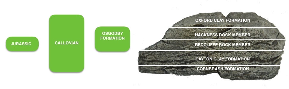 Cayton Bay – UK Fossil Collecting