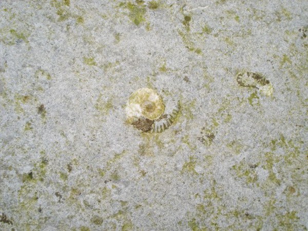 Ammonite in rock – UK Fossil Collecting