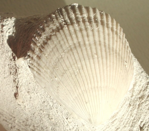 Bivalve – UK Fossil Collecting