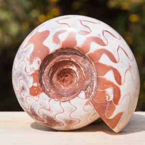 UK Fossil Collecting – Where to find fossils and what to find. UK ...