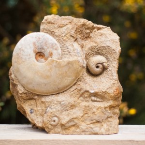 UK Fossil Collecting – Where to find fossils and what to find. UK ...