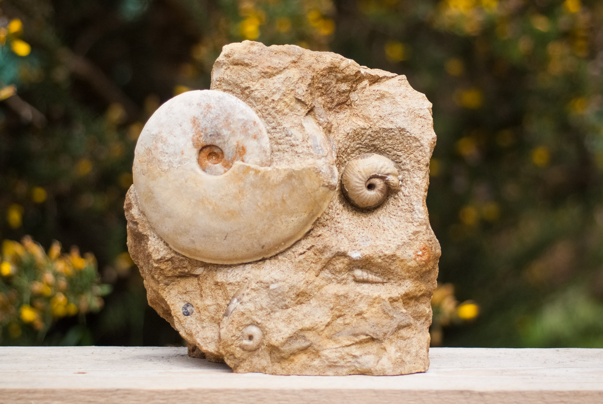 UK Fossil Collecting – Where to find fossils and what to find. UK ...