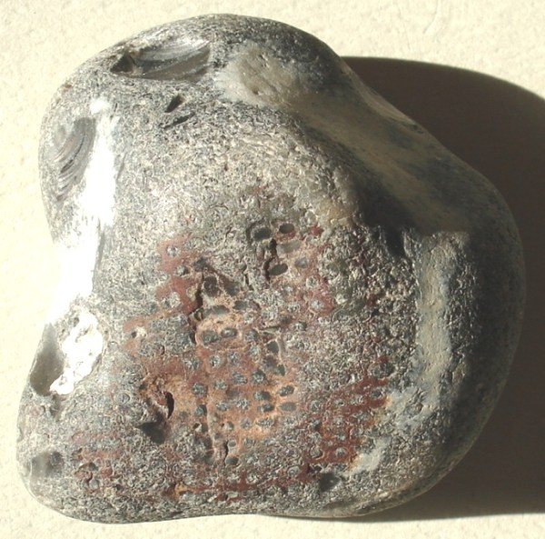 East – Sponge fossil on flint pebble – UK Fossil Collecting