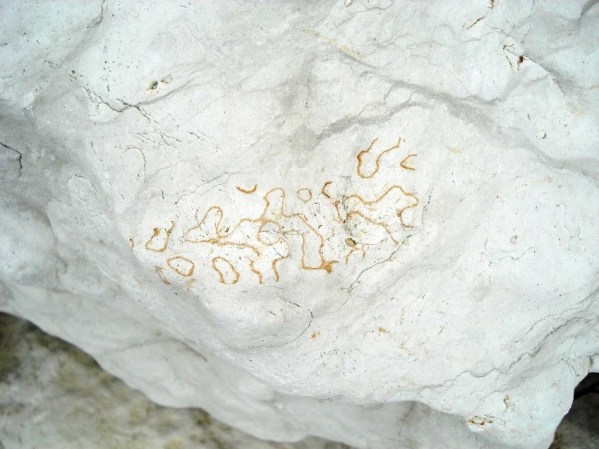 Sponge in chalk – UK Fossil Collecting