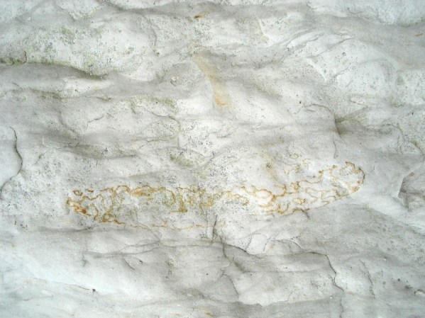 Sponge in chalk – UK Fossil Collecting