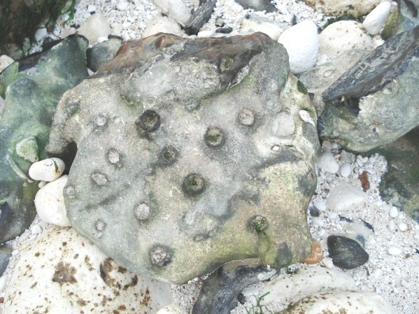 West – large flint with many sponges – UK Fossil Collecting