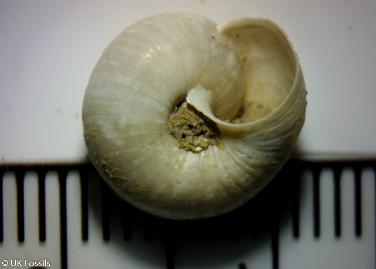 UK Fossil Collecting