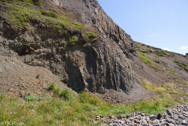 Cornwall – UK Fossil Collecting