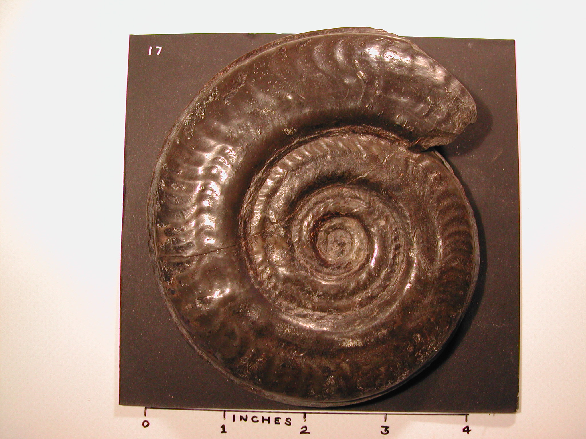 How Fossils Formed (TAPHONOMY) – UK Fossil Collecting