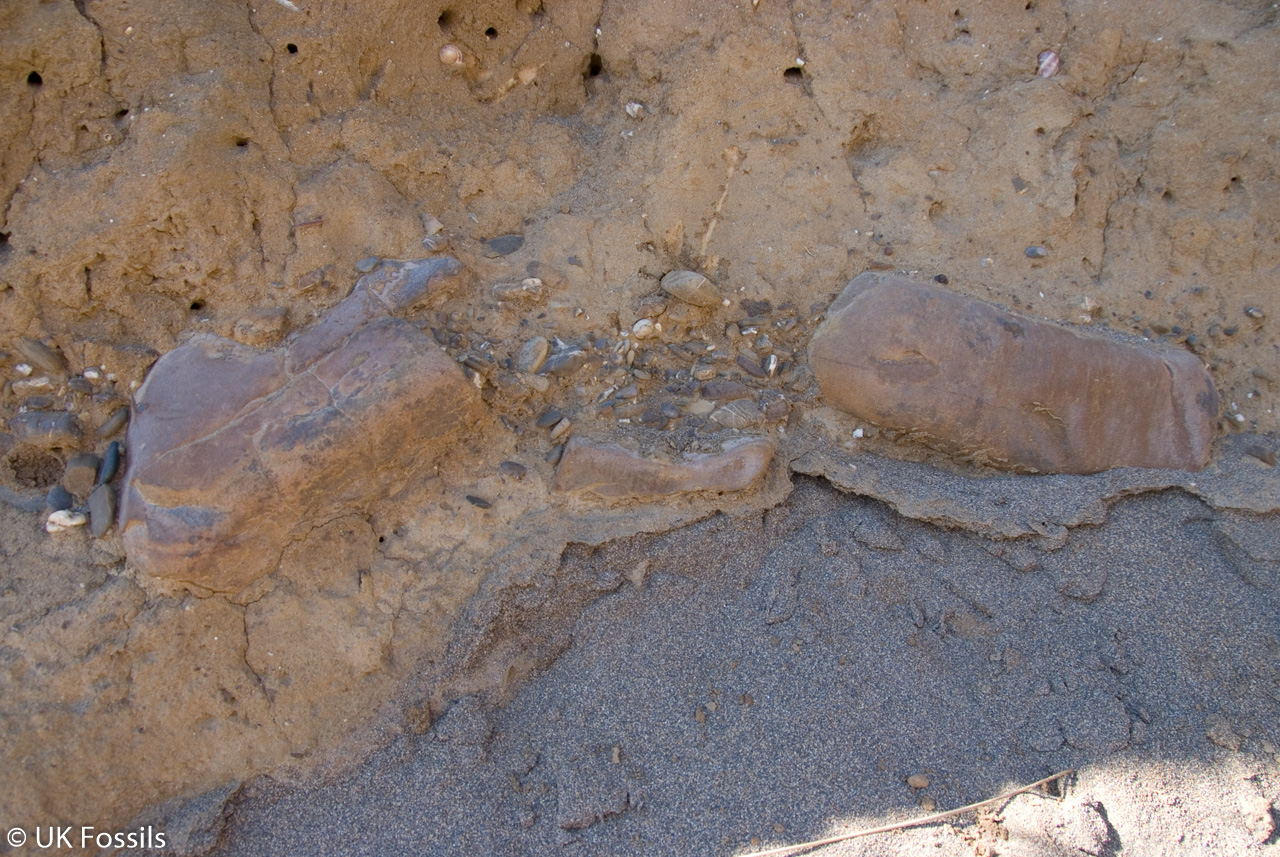 UK Fossil Collecting