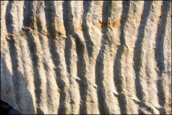 What is a fossil? – UK Fossil Collecting