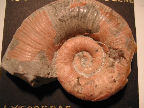 UK Fossil Collecting